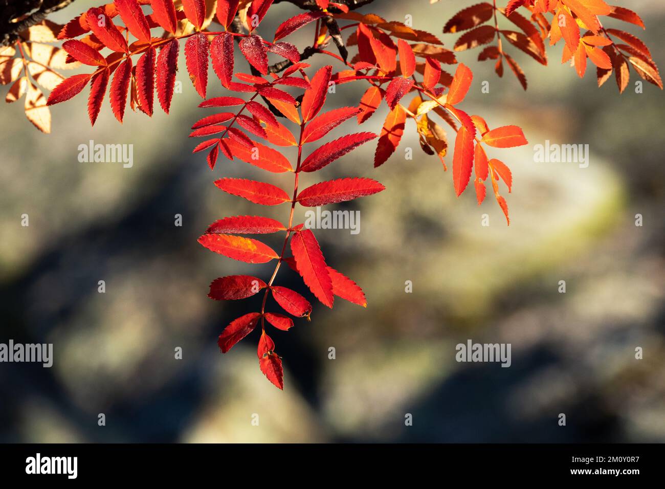 Stunning bright red Rowan tree leaves during autumn foliage in Salla ...