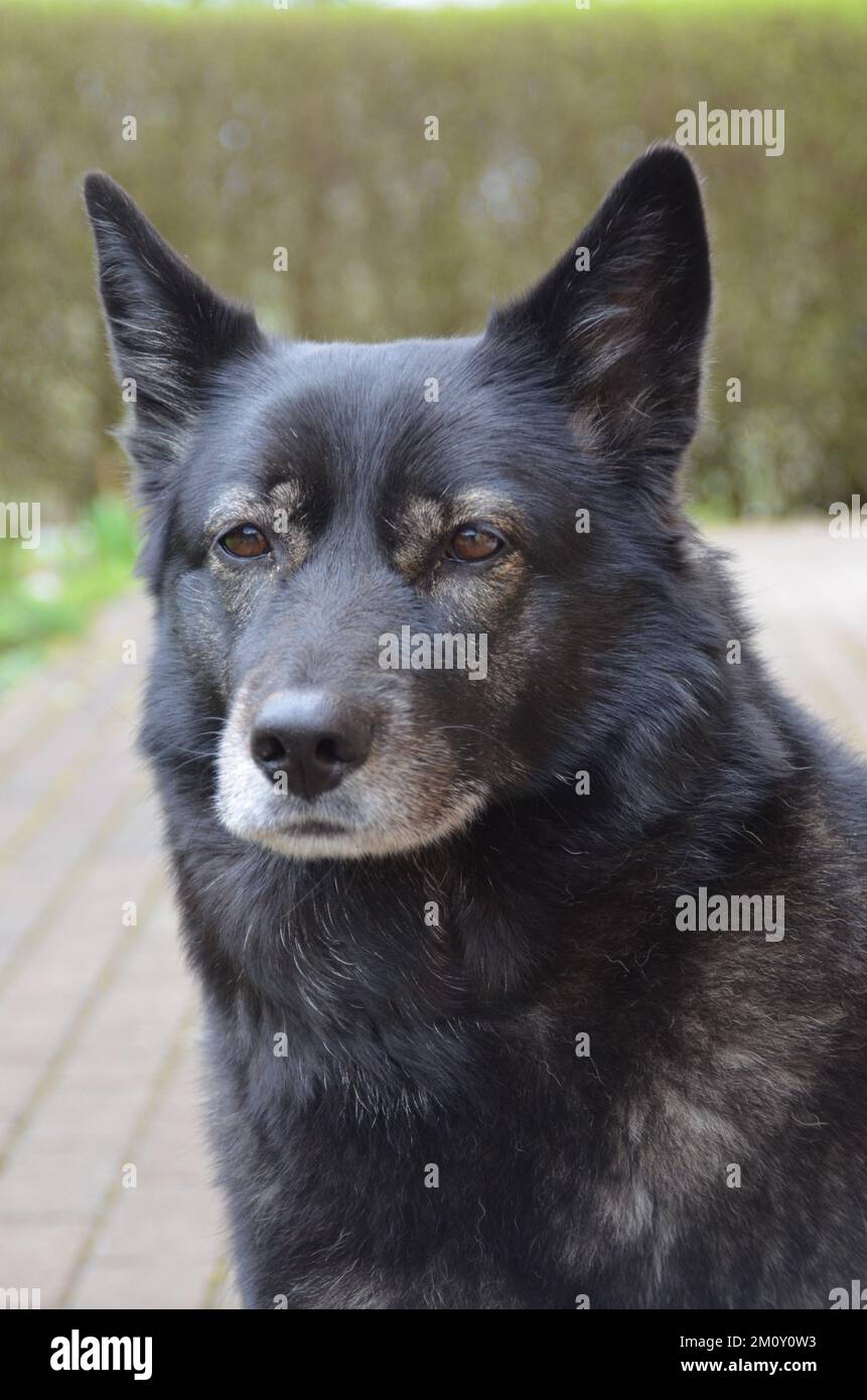 Schipperke Husky Mix