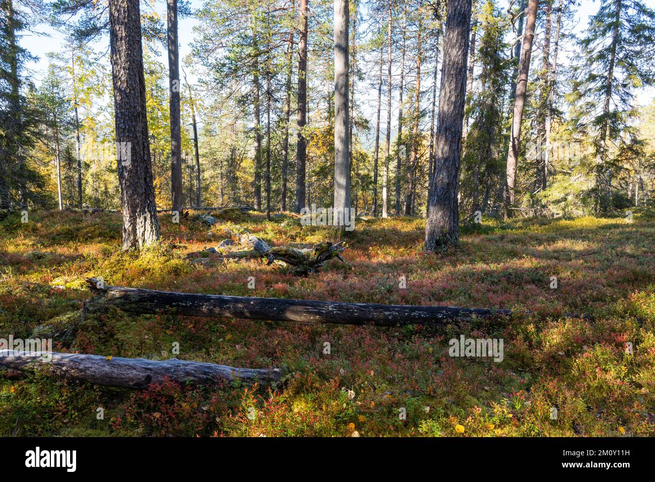 Autumnal taiga woodland with some deadwood on forest floor in Salla ...