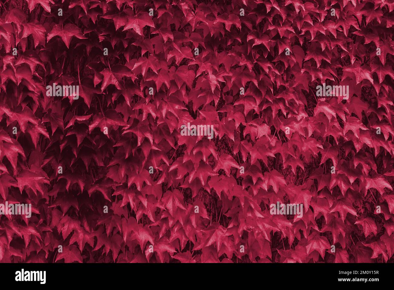 Viva Magenta beautiful view of plant in monochrome color. Forest Viva ...