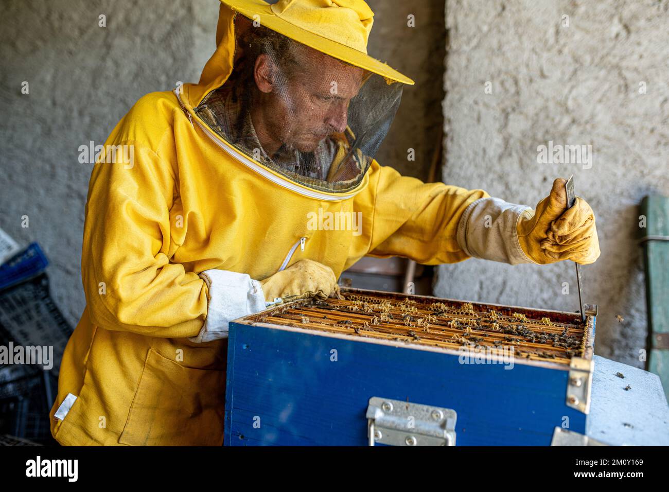 Beekeeper working to collect honey, farmer looking and inspecting ...