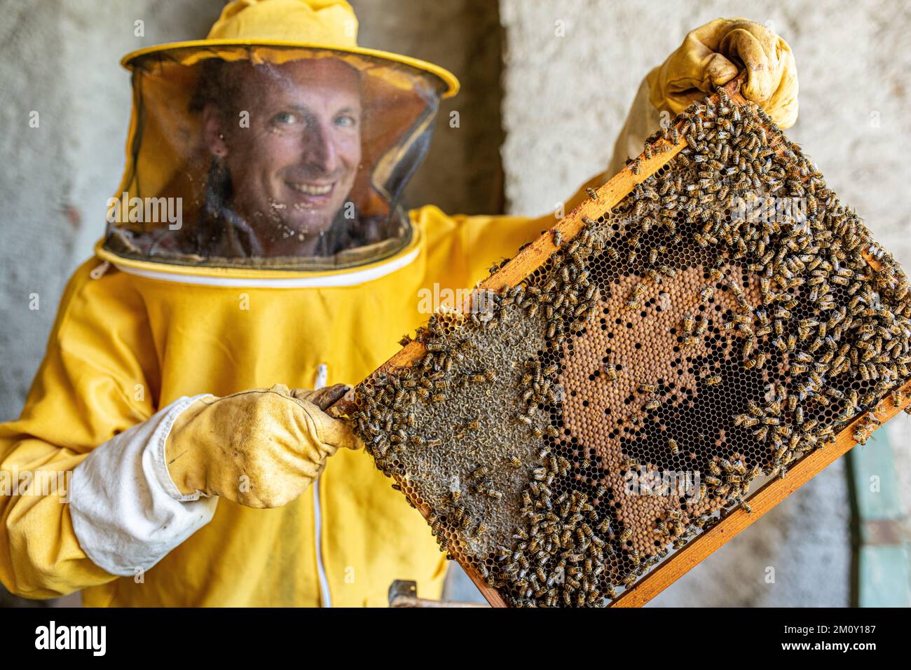 Beekeeper working to collect honey, smiling man holding honeycomb ...