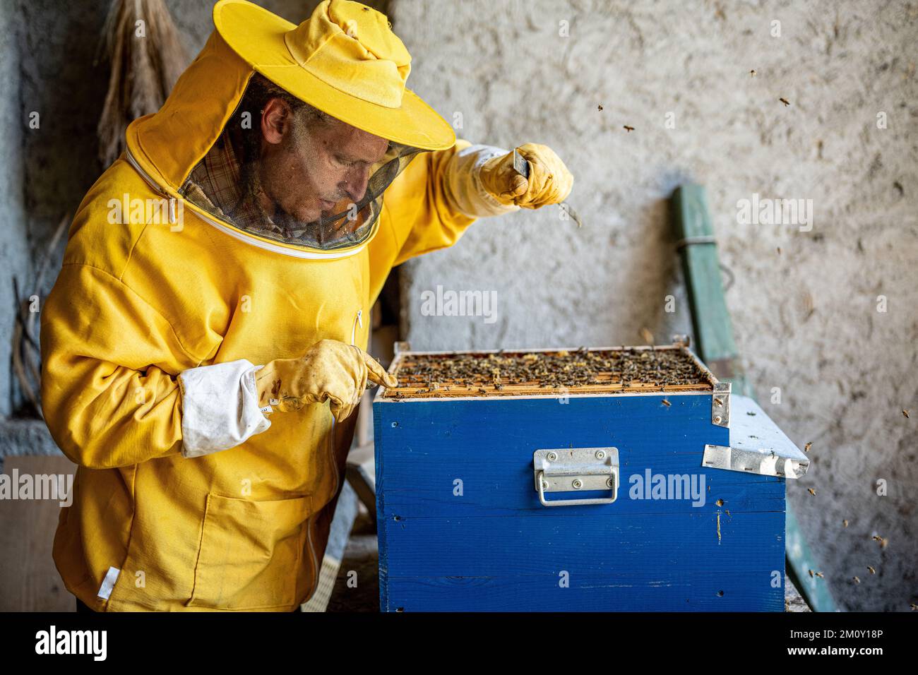 Beekeeper working to collect honey, farmer looking into beehive ...