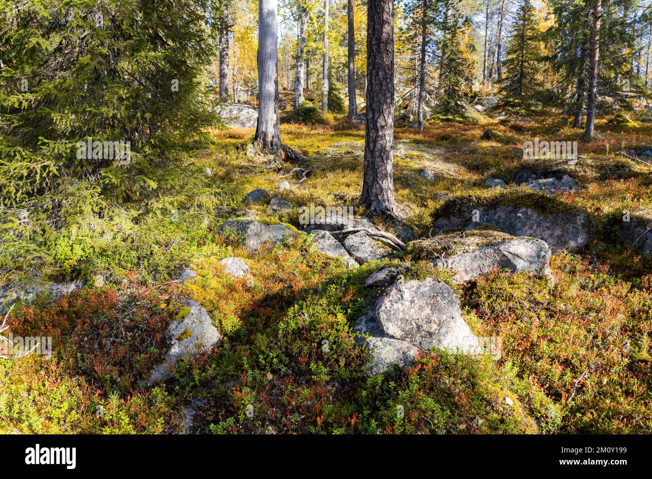A view of an autumnal old-growth forest in Salla National Park ...