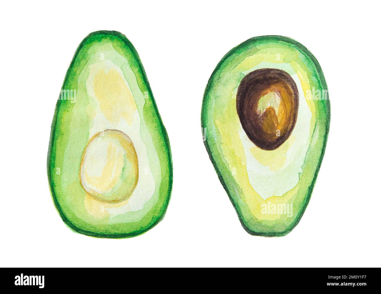 Hand drawn watercolor avocado. Isolated on white Stock Photo - Alamy