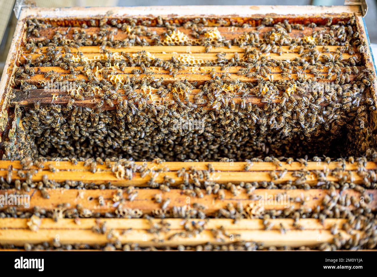 looking inside a beehive, bees working in honeycombs to produce the honey, beekeeping concept ...