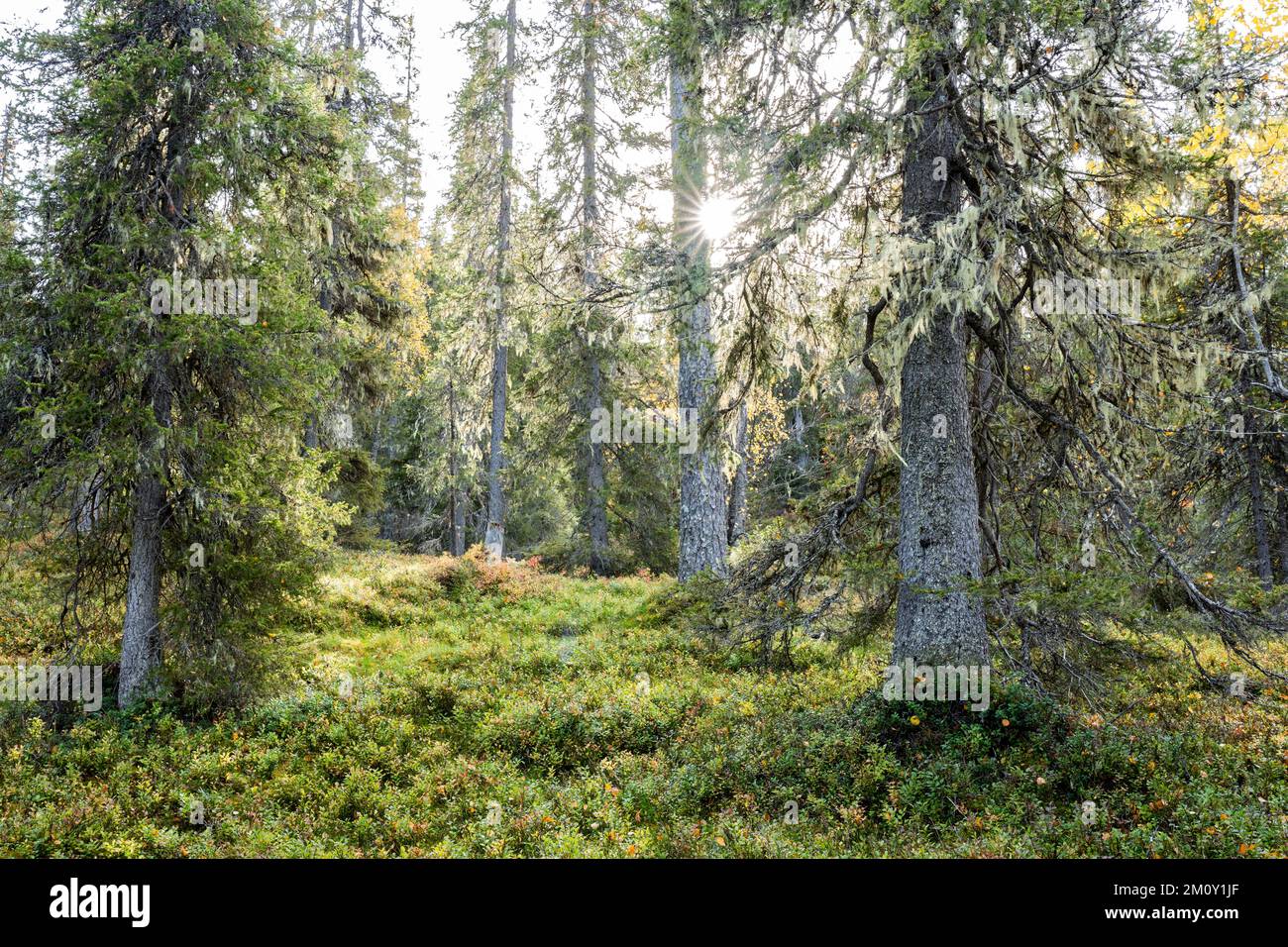 Old forest in park hi-res stock photography and images - Alamy