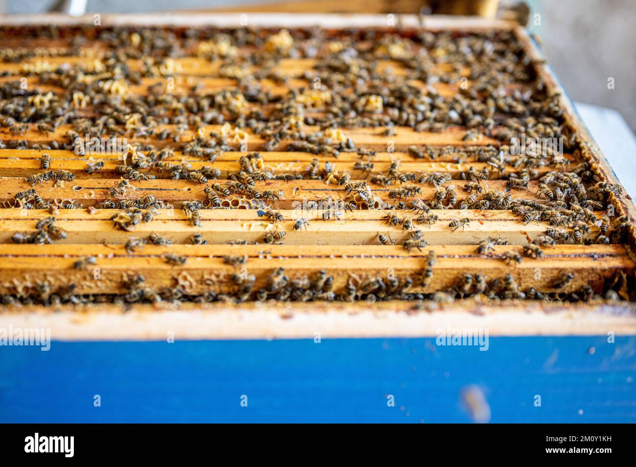 looking inside a beehive, bees working in honeycombs to produce the ...