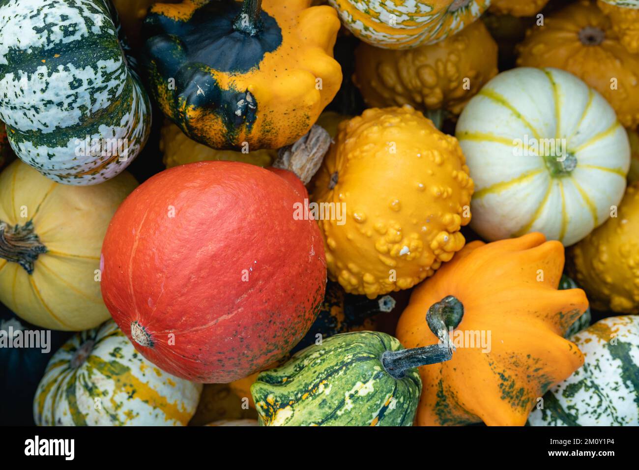 A closeup shot of a pile of colorful pumpkins and squash after a ...