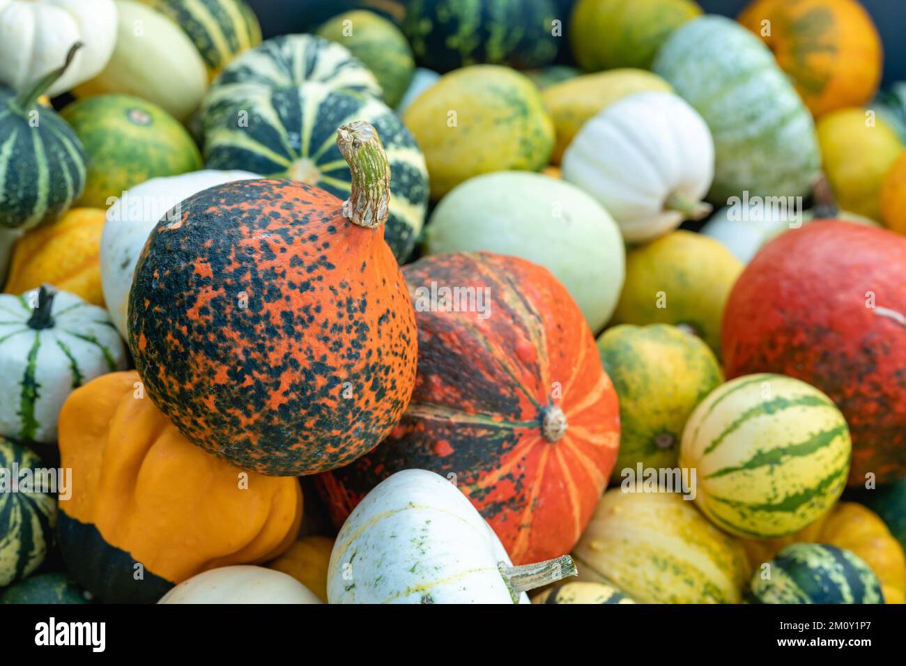 A closeup shot of a pile of colorful pumpkins and squash after a ...