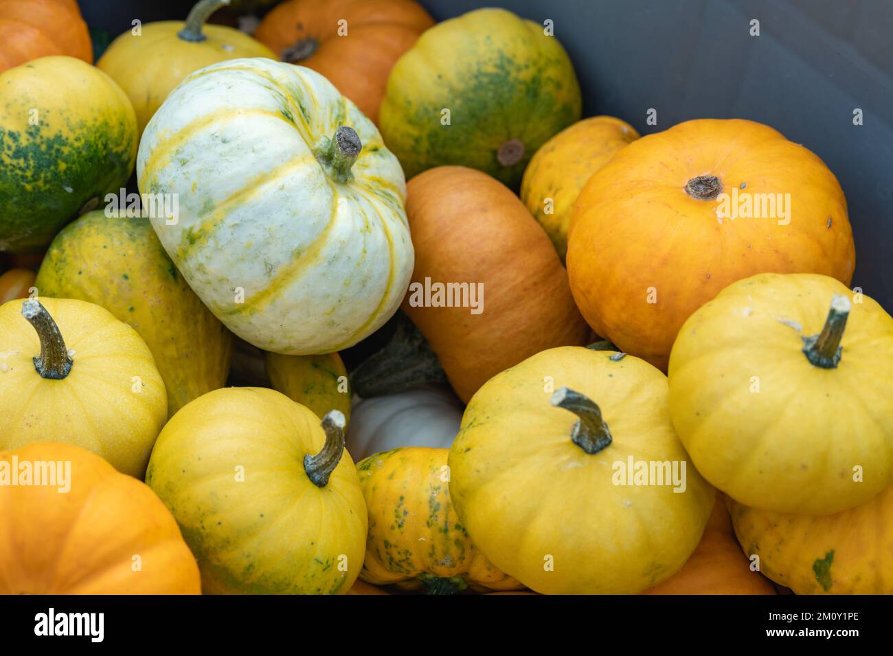 A closeup shot of a pile of colorful pumpkins and squash after a ...