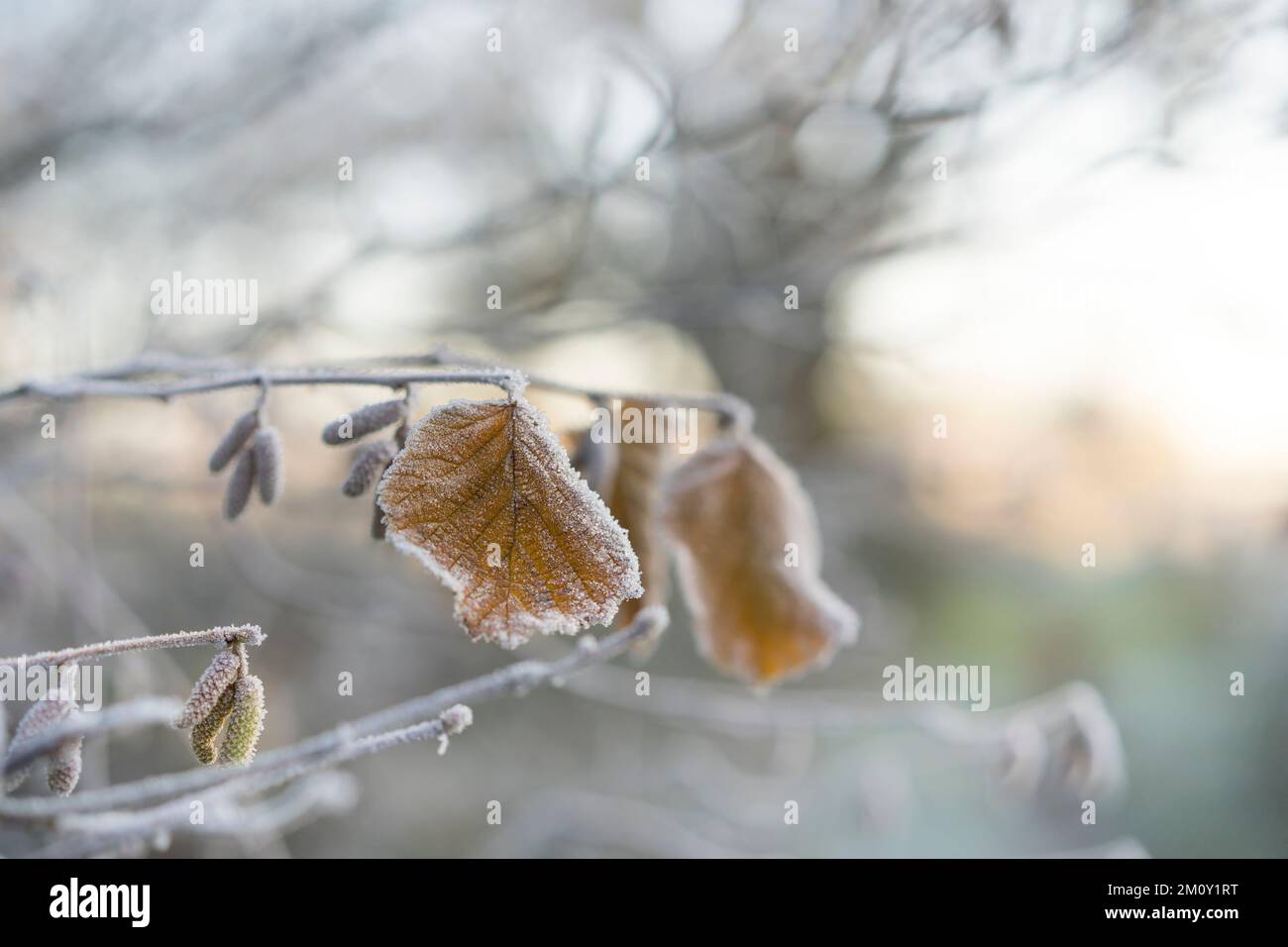 Cold morning photography hi-res stock photography and images - Alamy