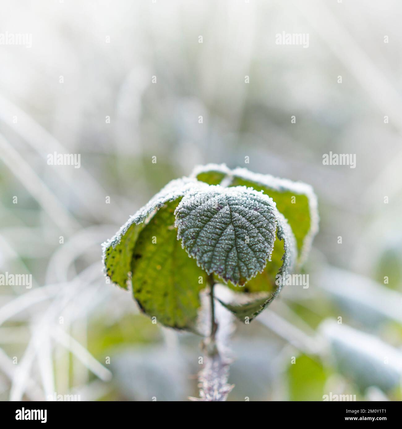 Frost covered leaf on a cold winter morning Stock Photo - Alamy