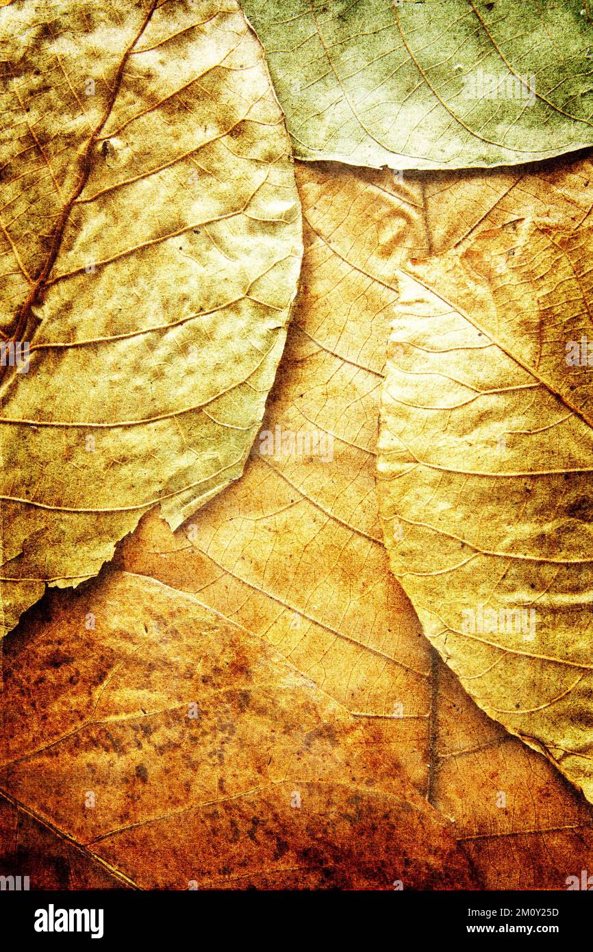 Dry autumn leaf backdrop example Stock Photo - Alamy