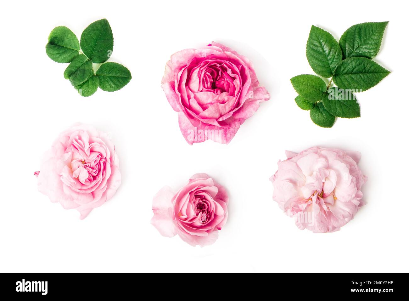 Set of wild pink roses, bows and leaves, isolated on white background ...