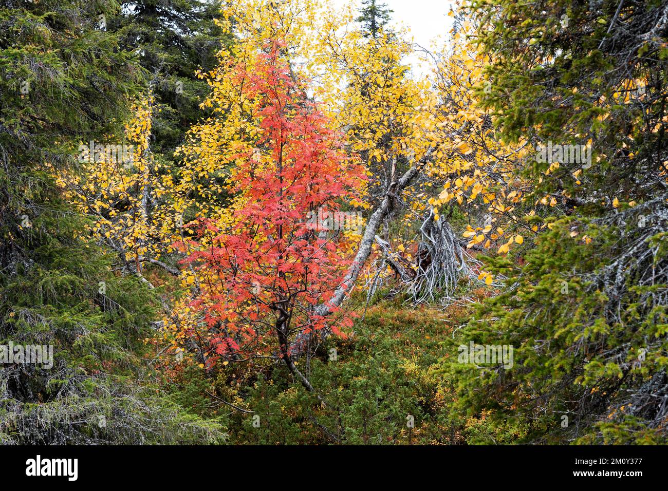 A colorful reddish Rowan tree during a fall foliage in Ruuhitunturi in ...