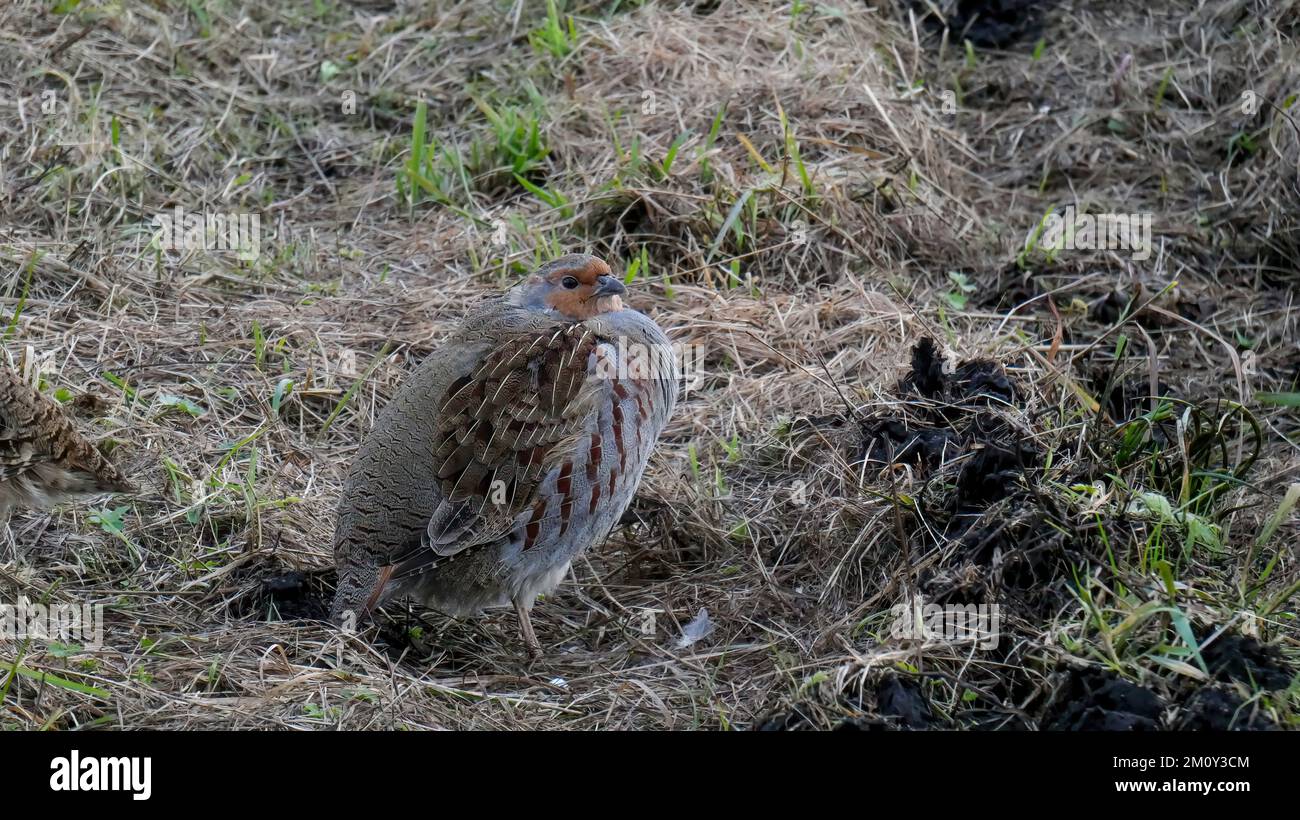 Bed birds hi-res stock photography and images - Alamy