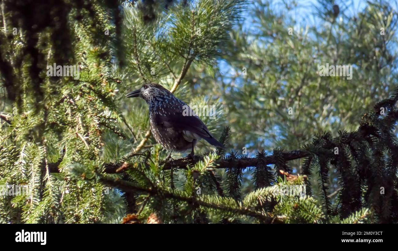 Bird, spotted nutcracker. In the background of spring emits the sounds ...