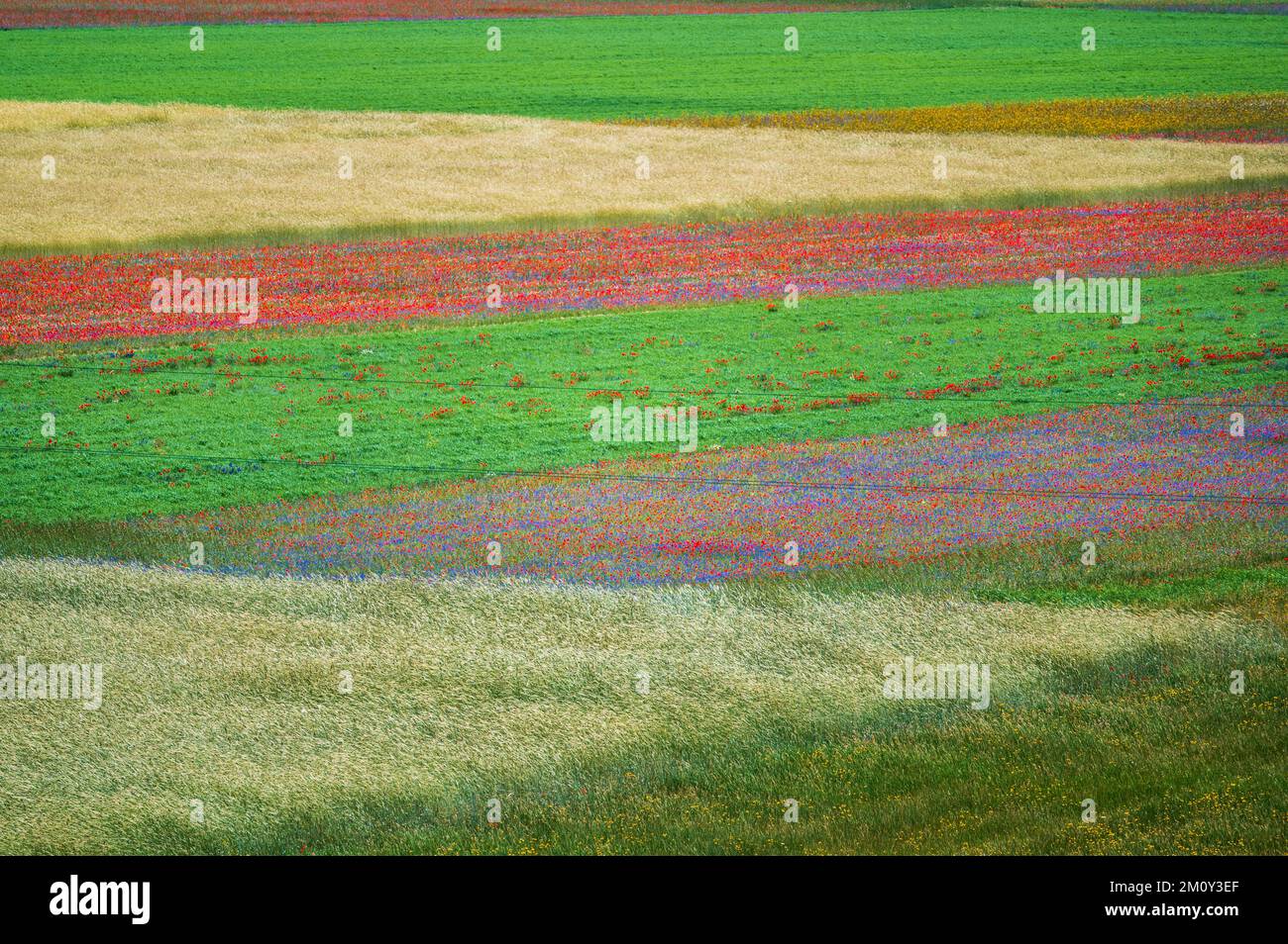 Flowering in the lentil fields in Castelluccio di Norcia Stock Photo ...