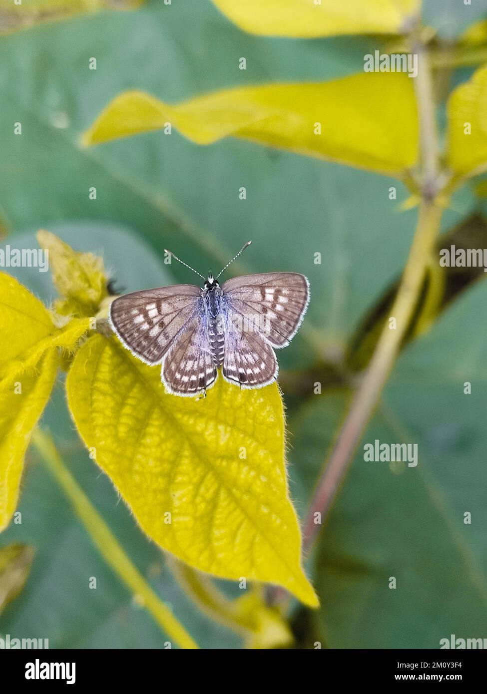 A vertical shot of a blue pierrot butterfly on a yellow green leaf ...