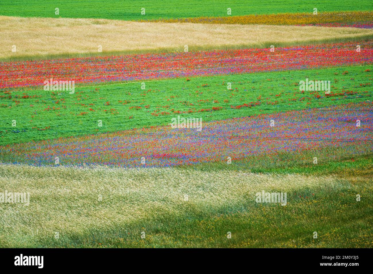 Flowering in the lentil fields in Castelluccio di Norcia Stock Photo ...