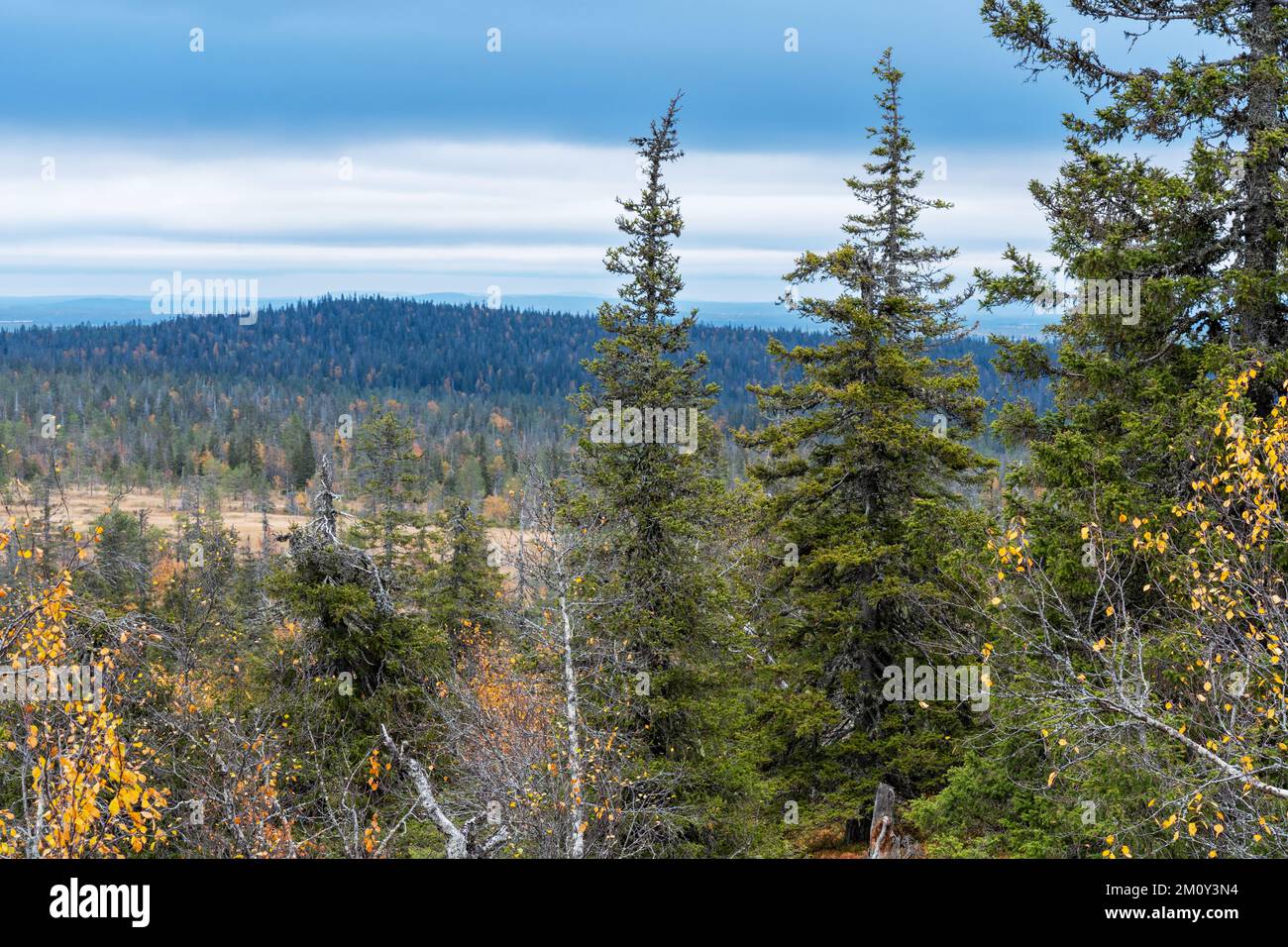 A view to an autumnal taiga landscape during a cloudy day in ...