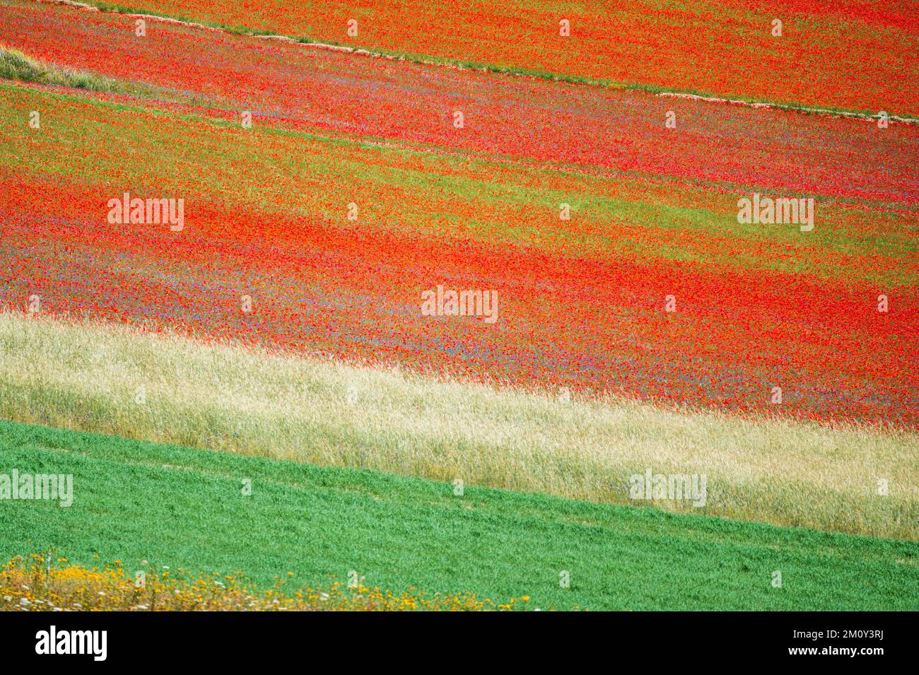 Flowering in the lentil fields in Castelluccio di Norcia Stock Photo ...