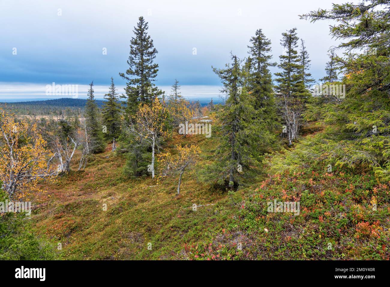 A view to an autumnal taiga landscape during a cloudy day in ...