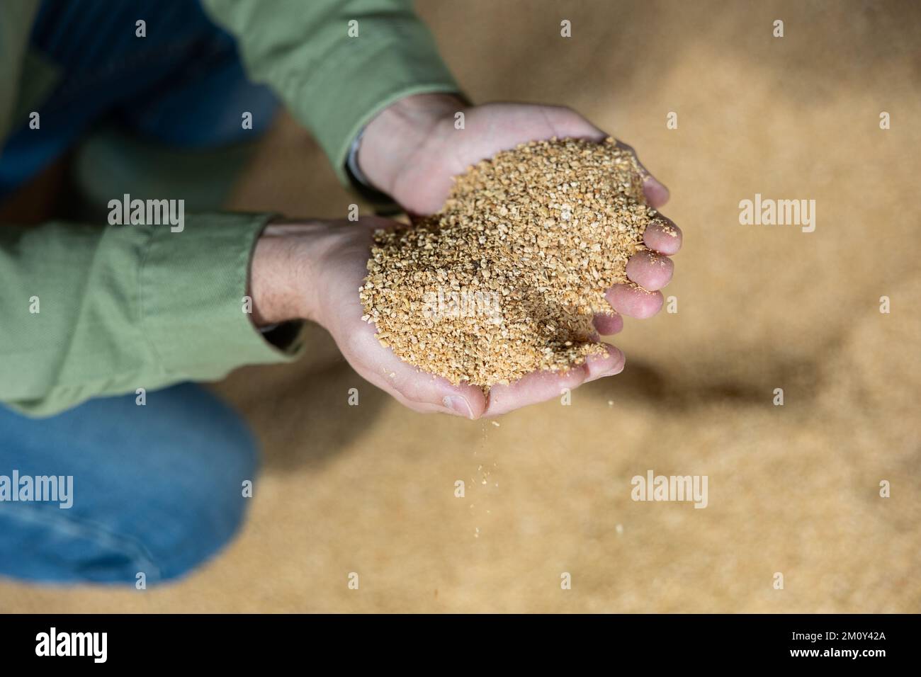Soybean husk animal feed in farmers hands Stock Photo - Alamy