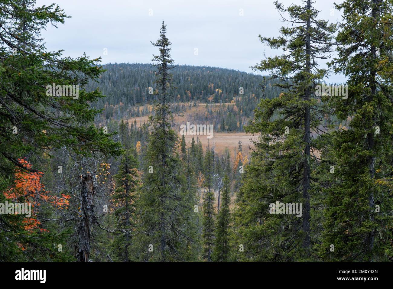 Tall Spruce trees in a taiga forest in autumnal Riisitunturi National Park, Northern Finland ...