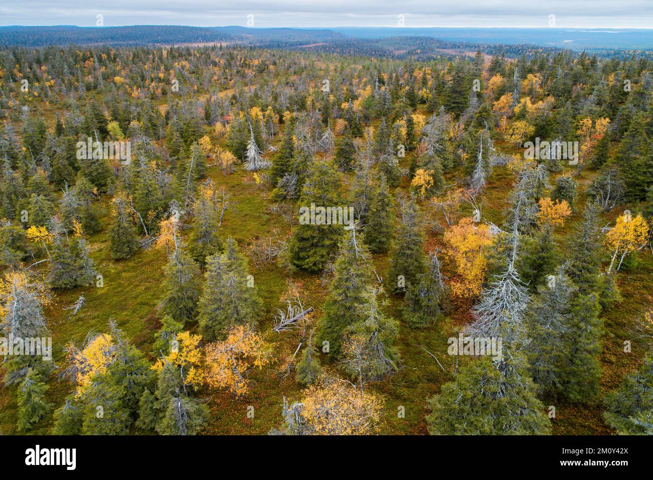 An aerial over a colorful taiga forest on an autumn evening in ...