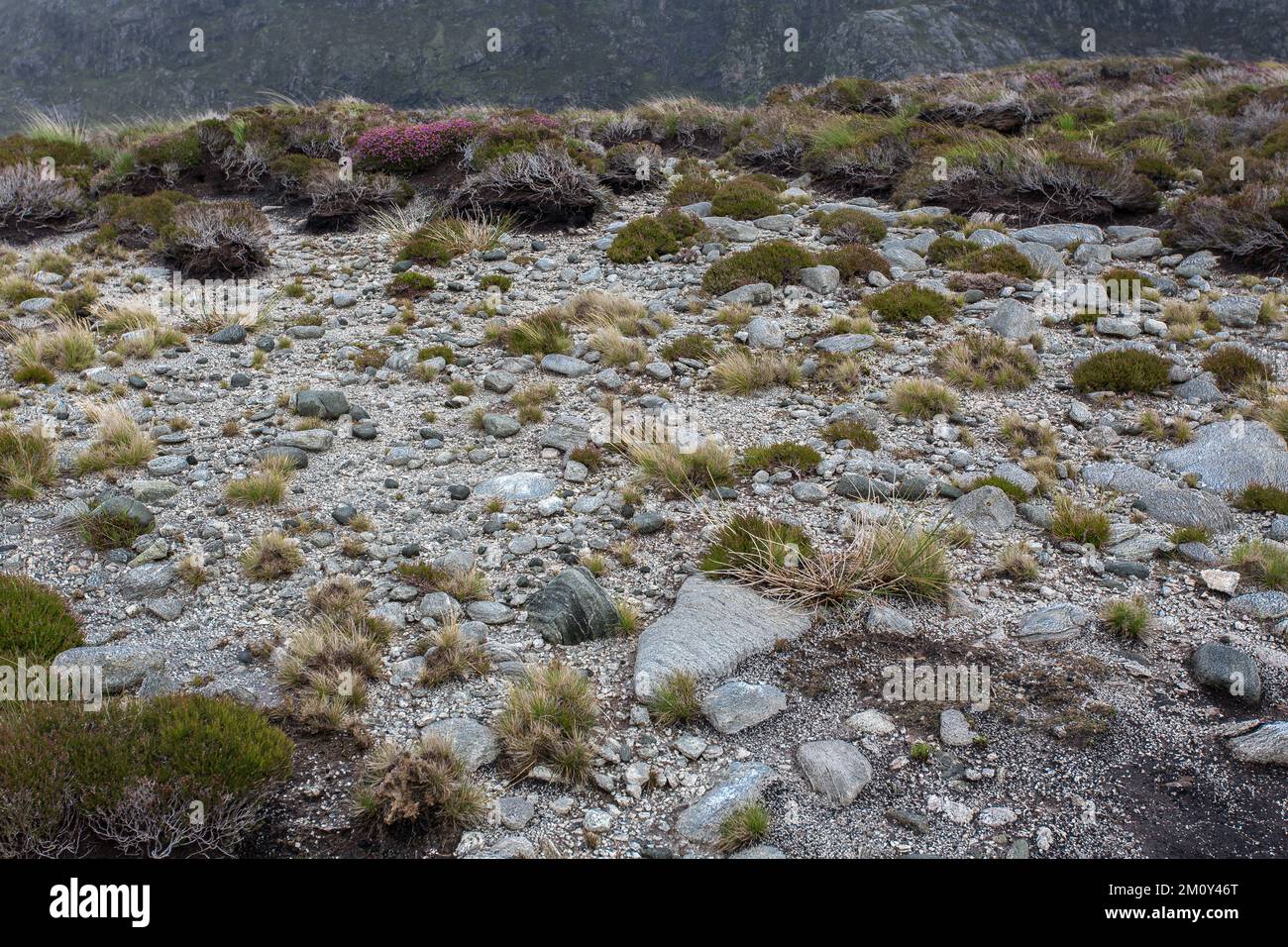 Acid bog habitats hi-res stock photography and images - Alamy