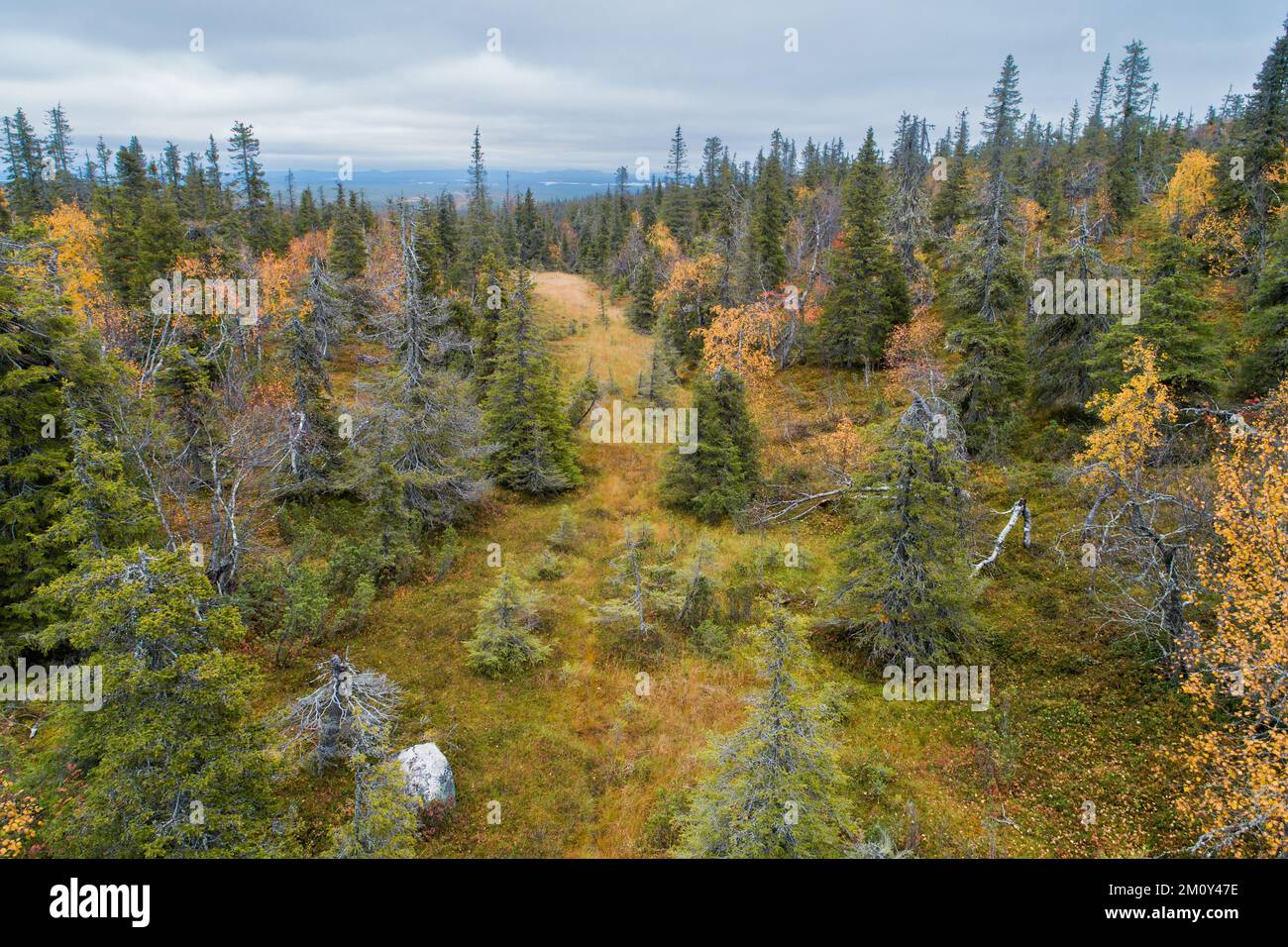 A high-angle shot of slope mire and hillside coniferous forests in ...