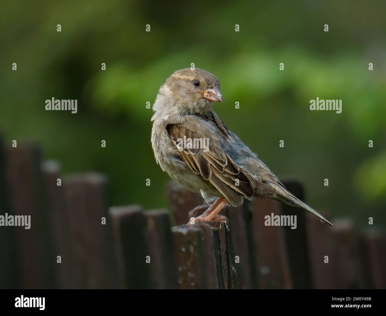 House sparrow, old fence, homestead Stock Photo - Alamy