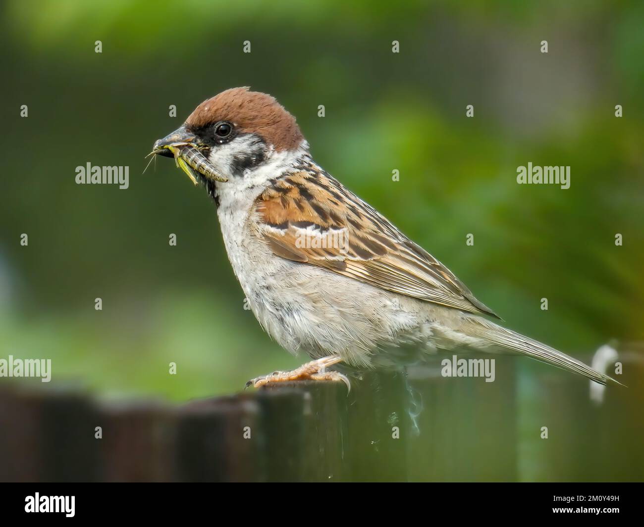 Eurasian tree sparrow, food, fence, homestead Stock Photo - Alamy