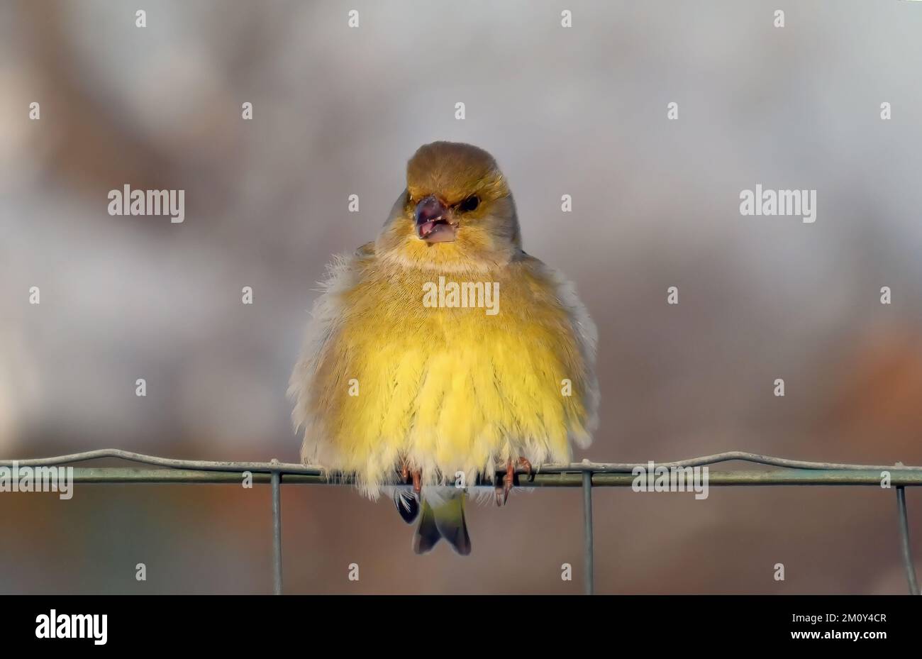 Emberiza citrinella, Yellowhammer winter clothes Stock Photo - Alamy
