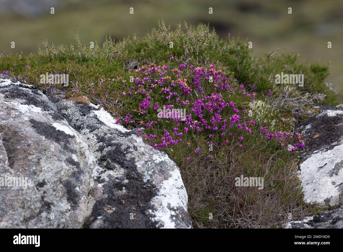 Shrubs of Heather on Quartzite Rocks, Lewis, Isle of Lewis, Hebrides ...