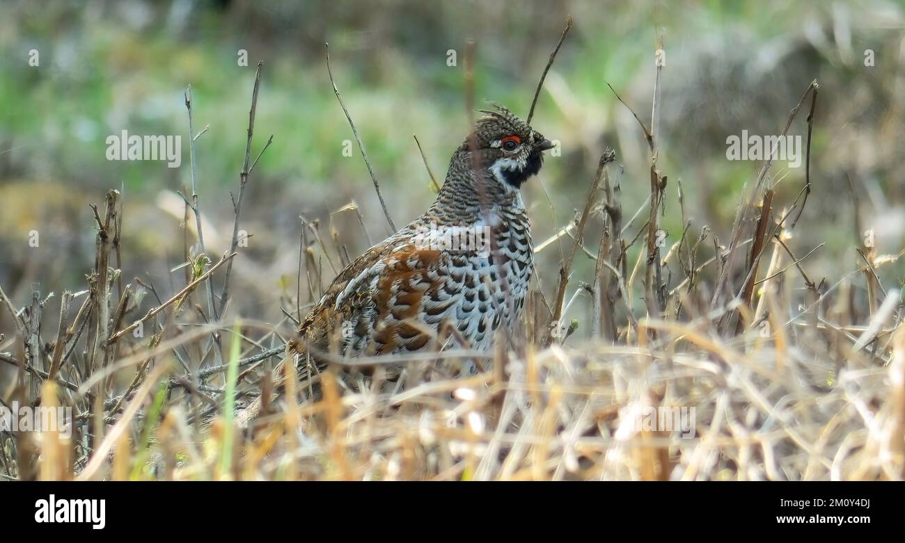 Hazel grouse sips herbs, getting ready for spring weddings, male Stock ...