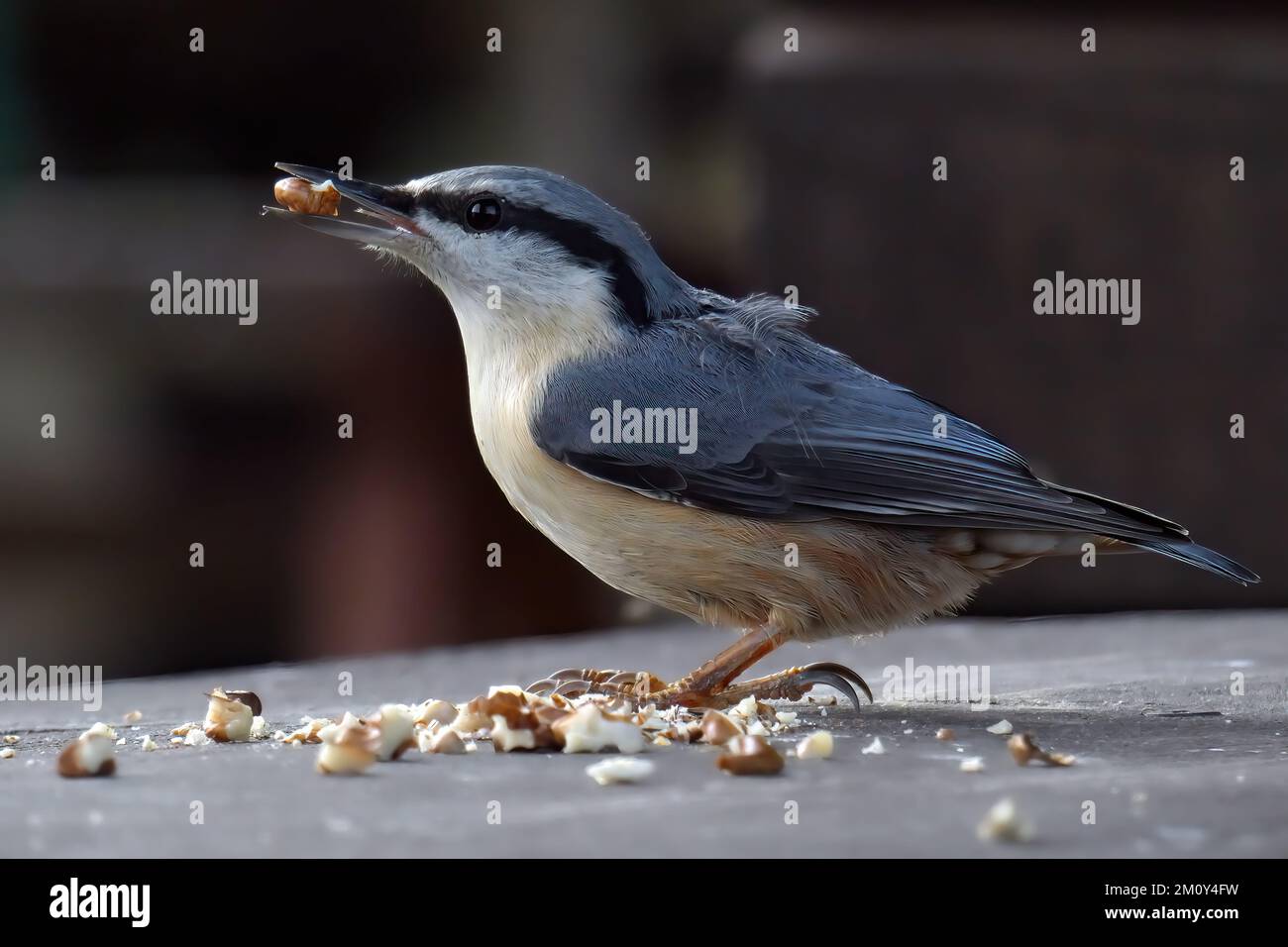 Bird at lunch hi-res stock photography and images - Alamy