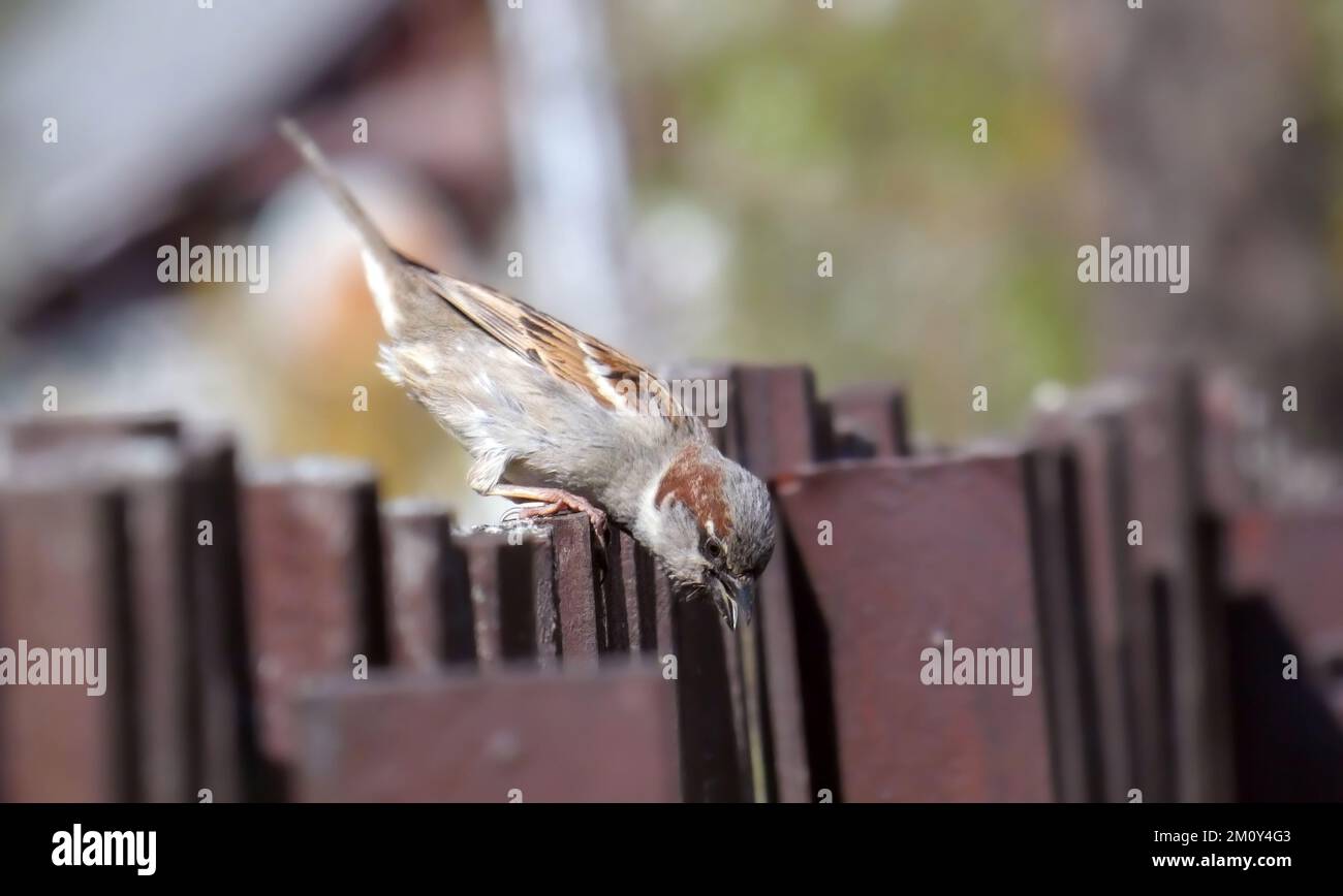 Male sparrow on fence hi-res stock photography and images - Alamy