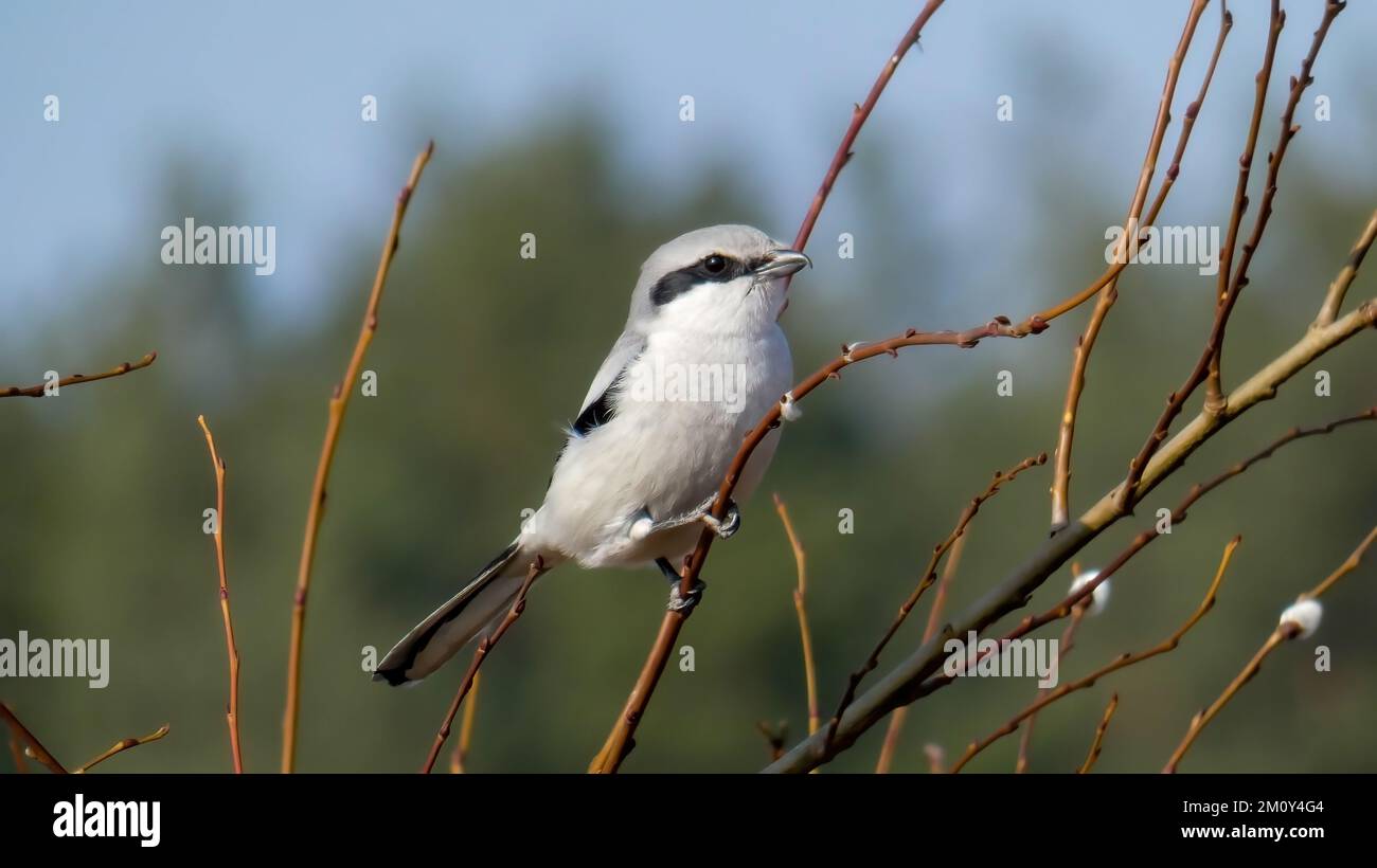 Lanius excubitor, gray shrike Stock Photo - Alamy