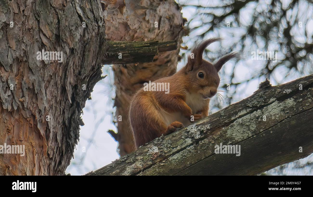 The red squirrel watches closely, squatting on the branches of an old ...