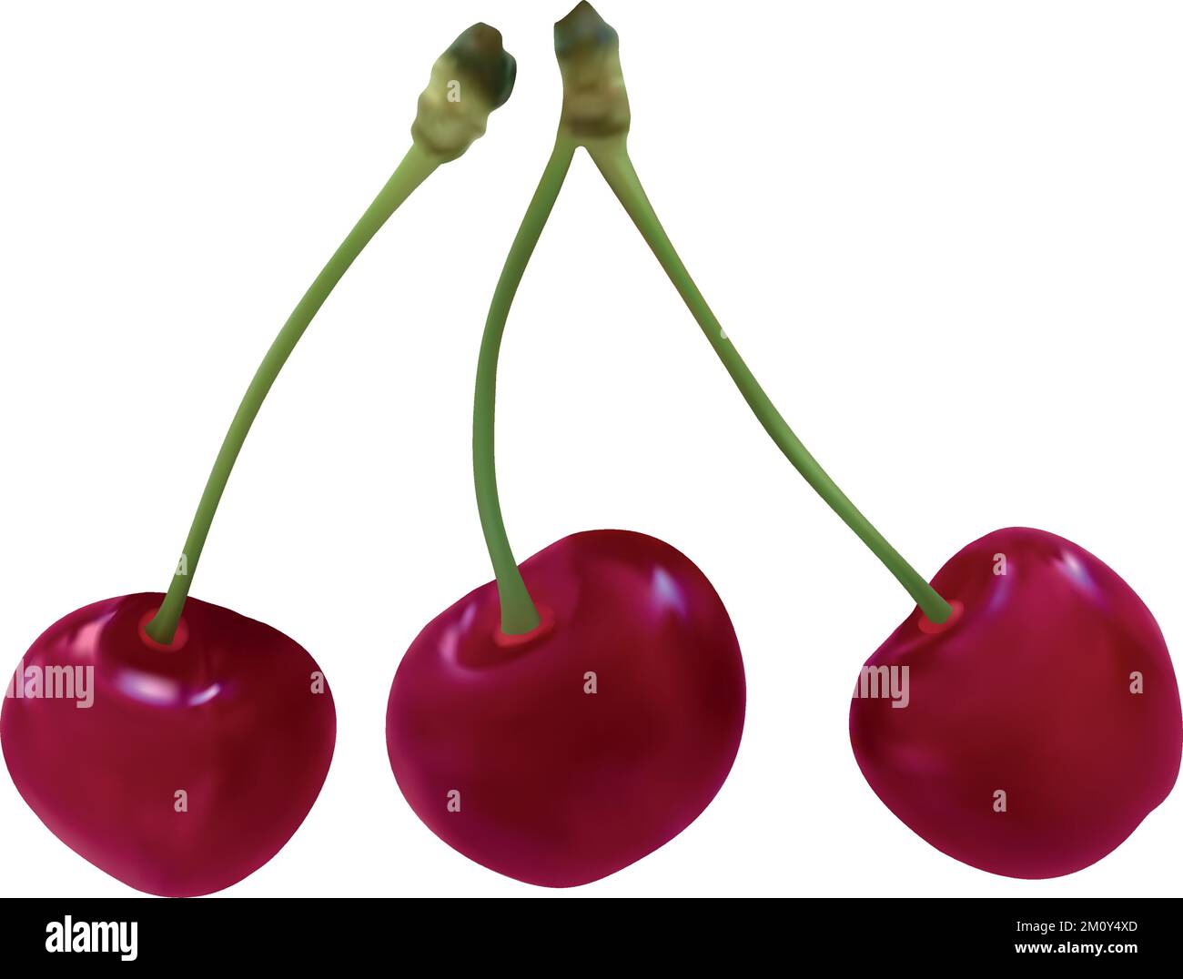 Photorealistic vector illustration of cherries Stock Vector Image & Art - Alamy