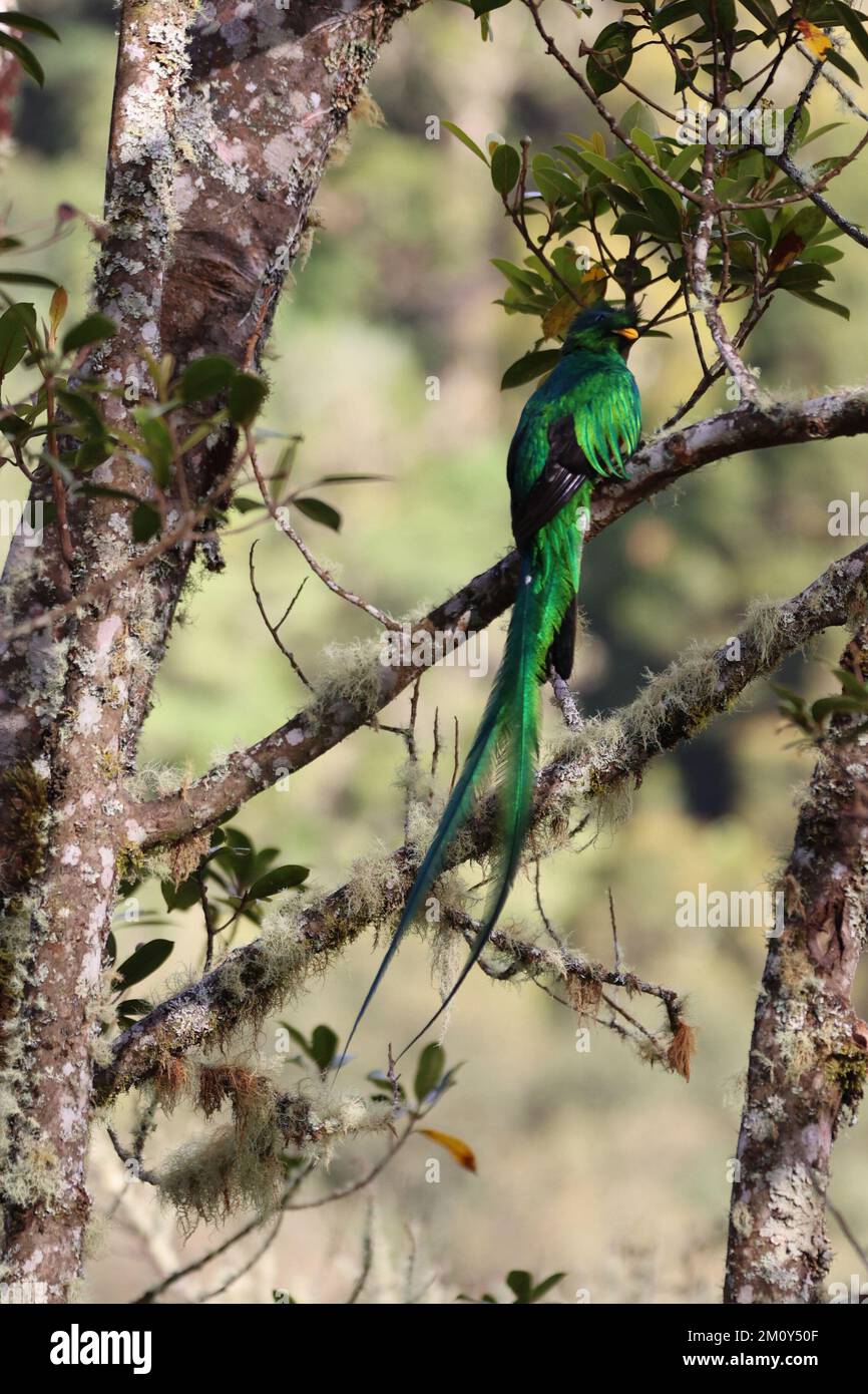 Tail feather of the quetzal bird pharomachrus mocinno hi-res stock ...