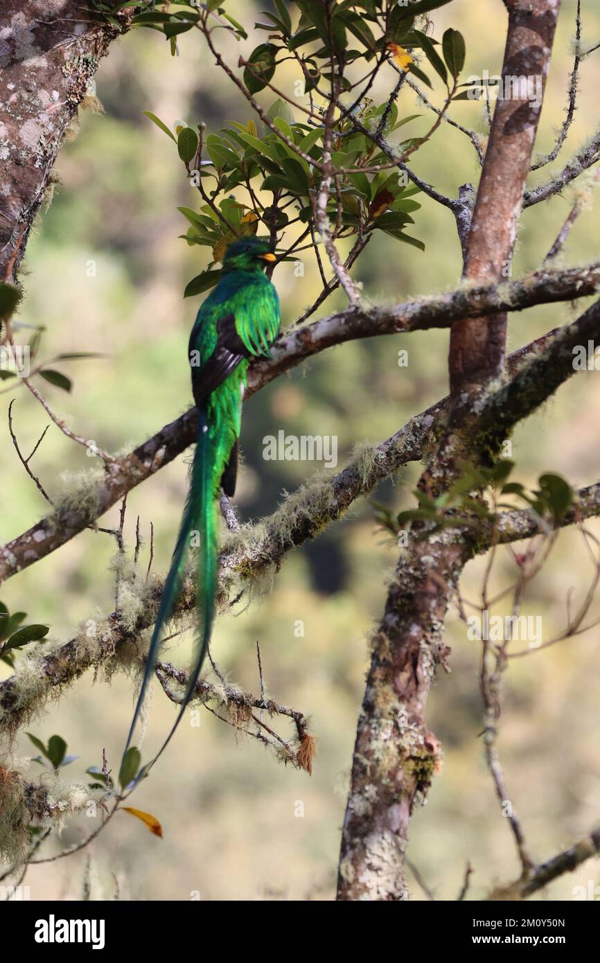 Wild Quetzal Bird perched on a tree in Costa Rica Stock Photo - Alamy