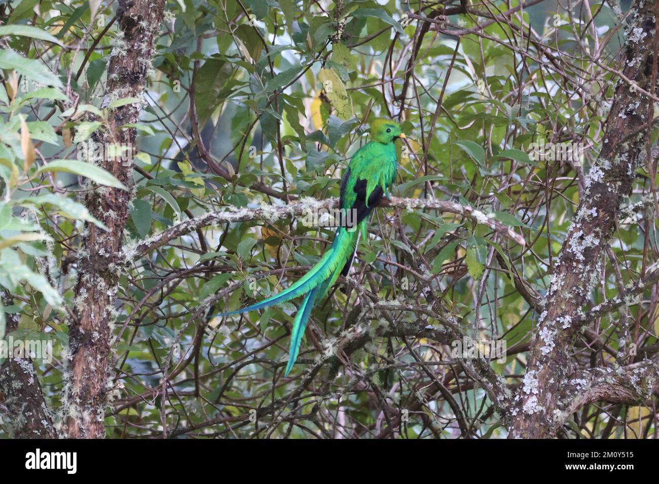 Tail feather of the quetzal bird pharomachrus mocinno hi-res stock ...
