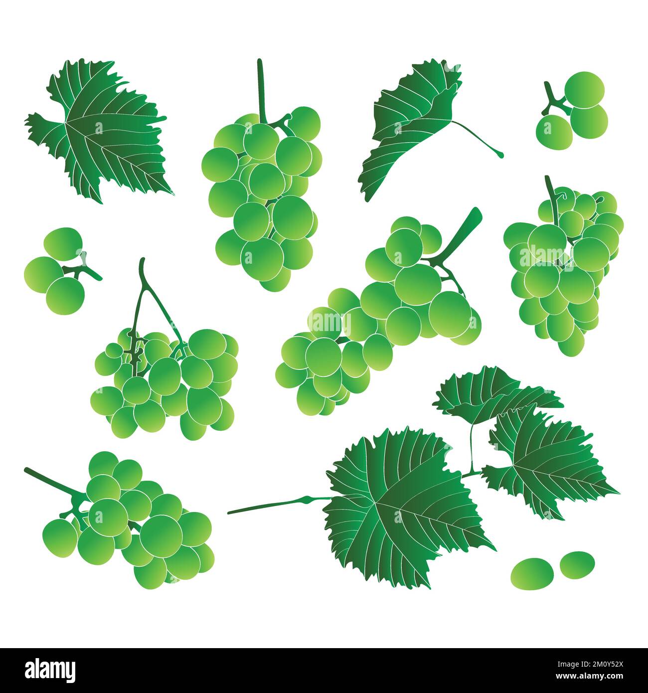 Grapes in the garden Stock Vector Images - Alamy