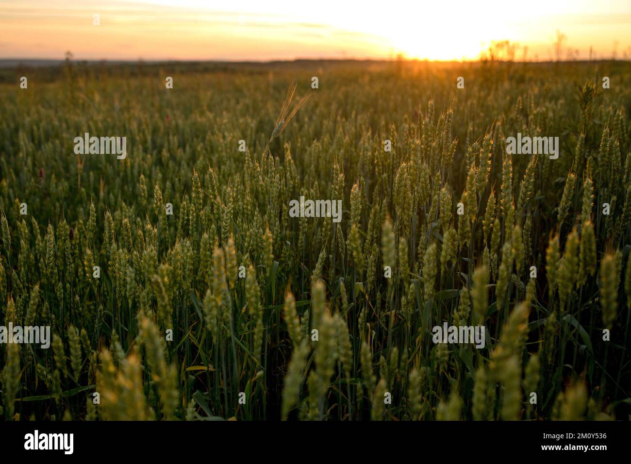 Green wheat against the background of Sunset. Beautiful summer ...