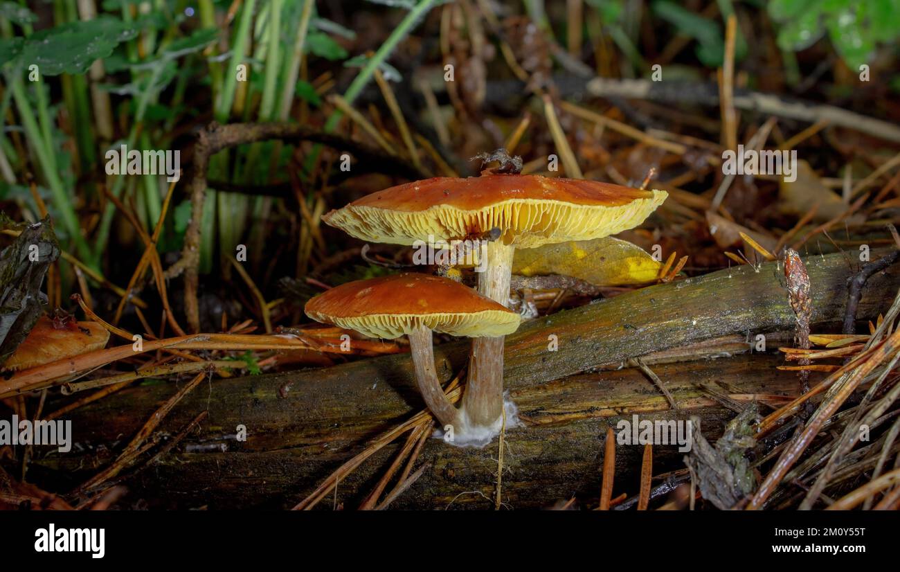 Two mushrooms in a damp place in the forest, growing out of a tree ...