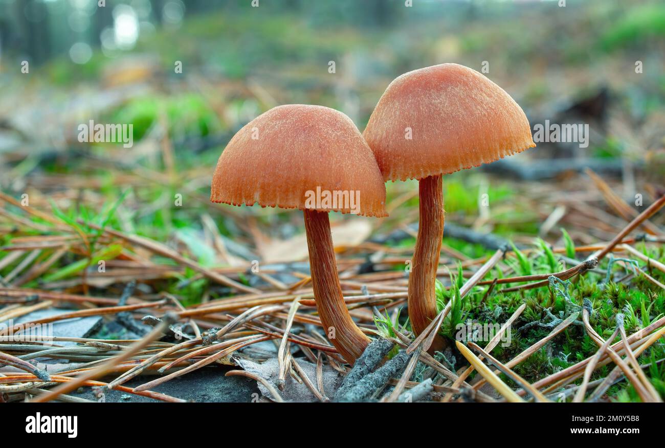 Fungus with brown caps hi-res stock photography and images - Alamy